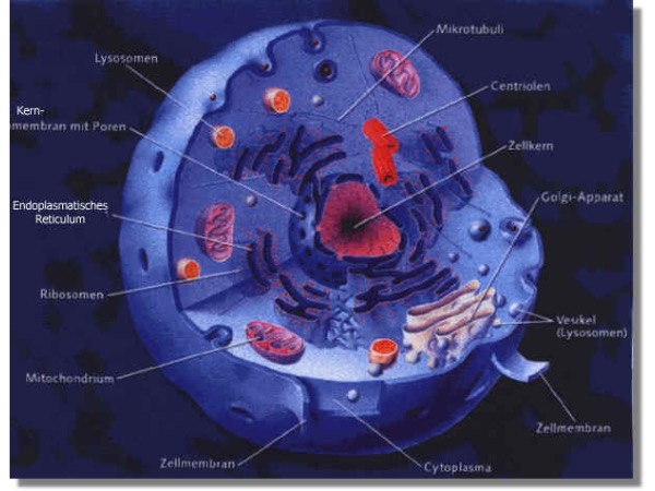 Biology 4 - Inside the Cell
