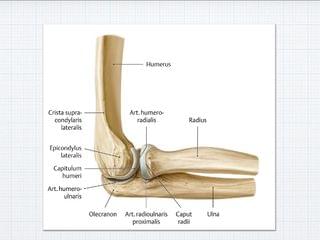 Ellenbogen Osteologie & Arthrologie