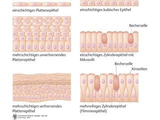 Gewebearten(Epithel-,Binde-+Stützgewebe)