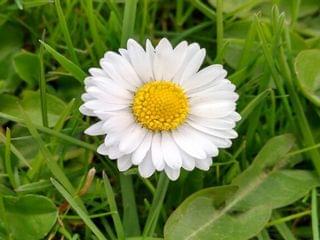 Vom Samen zur Blüte