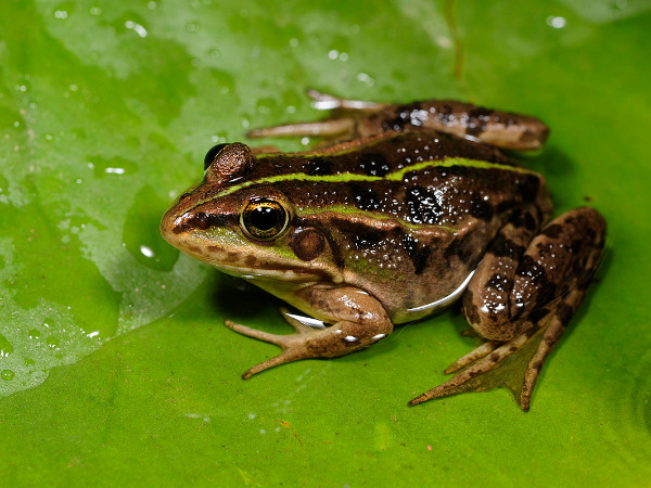 Merkmale der Amphibien