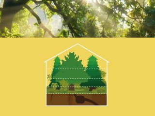 Die Stockwerke des Waldes