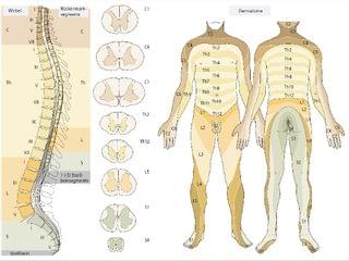Rückenmark & Querschnittslähmung