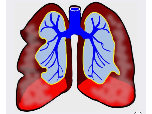 Organe - Lunge und Atmung