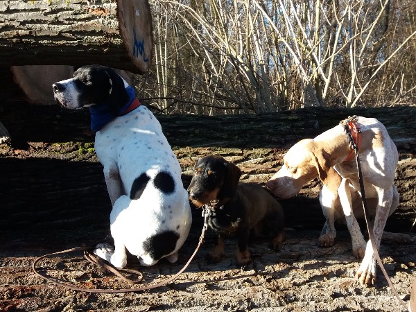 Hunderassen - Jagdhunde