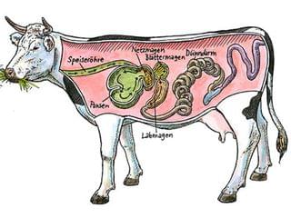 Wie entsteht die Milch in der Kuh?