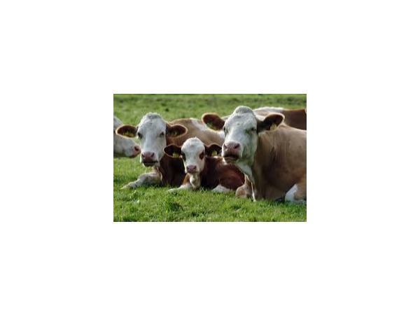 Kalb