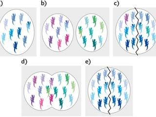 Geographische Isolation