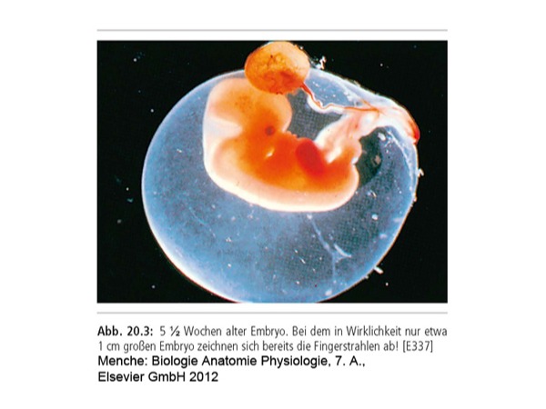 Anatomie Gebärmutter